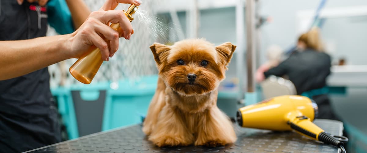 Best Dog Grooming Tables UK 2026: Foldable & Hydraulic Reviews