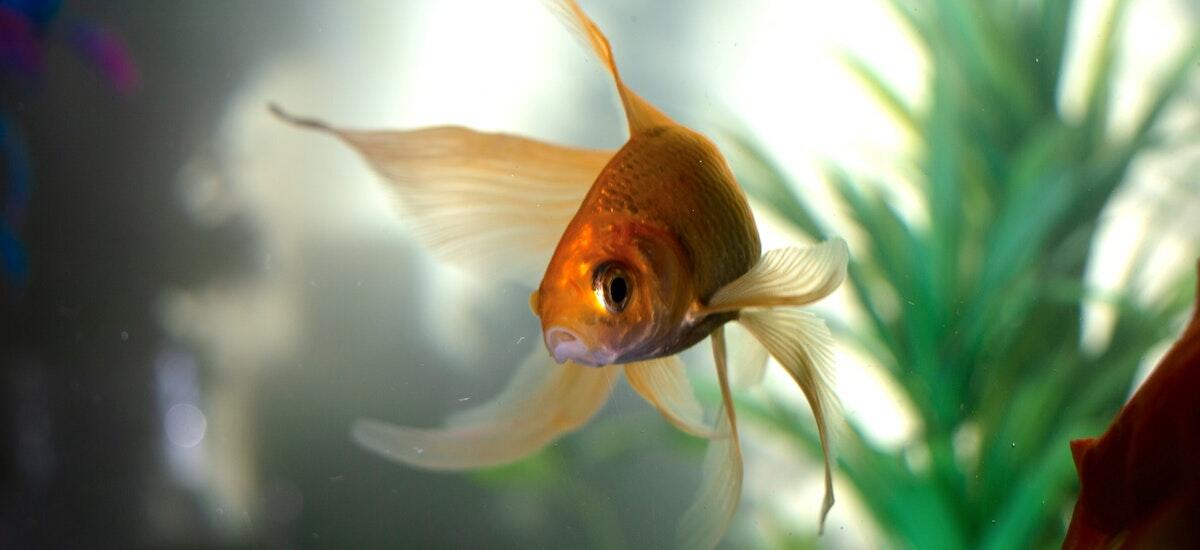 Best Fish Tank UK 2026: Beginner to Advanced — 10 Aquariums Compared