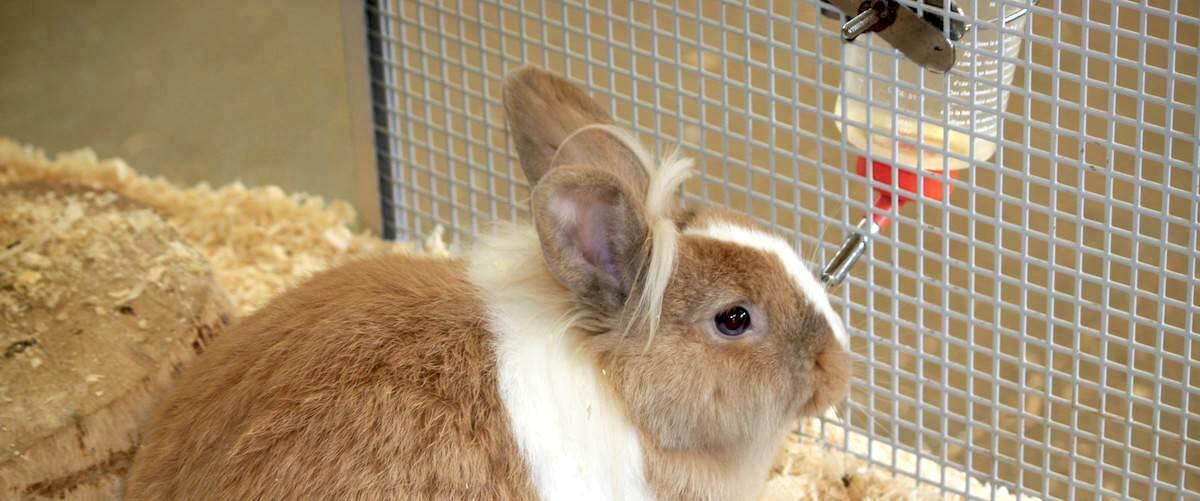 Best Rabbit Water Bottles Reviewed for 2025 - Petz