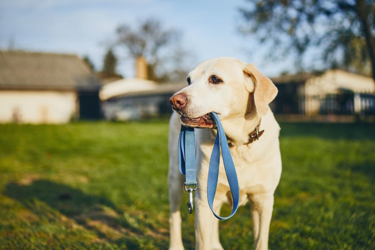Best Dog Leads Reviewed for 2025 - Petz
