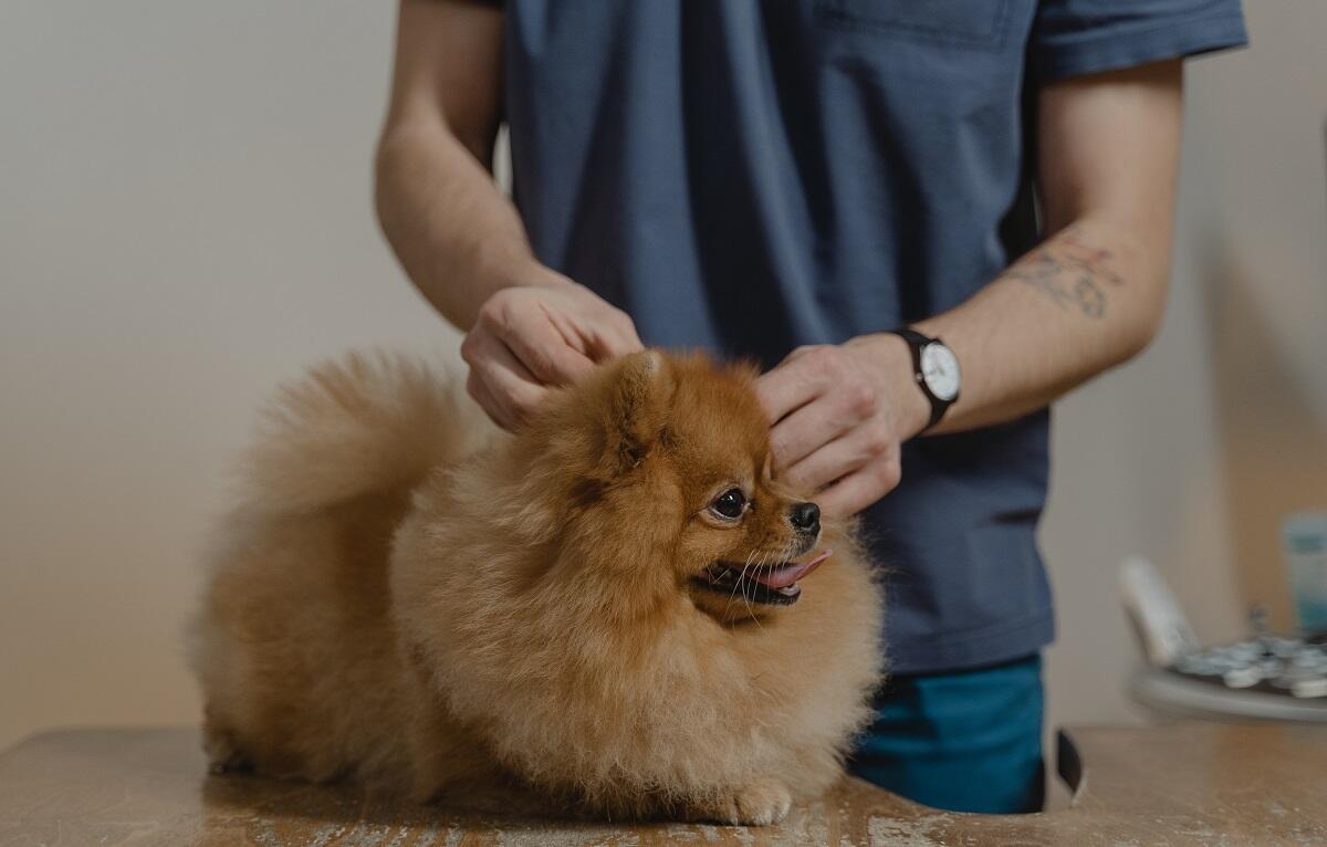 Dog & Cat Vaccinations UK 2026: Puppy/Kitten Schedules, Core Diseases ...