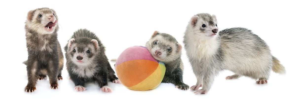 Ferret Care Guide - Petz