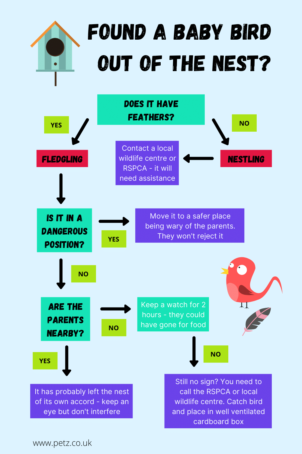 What To Do If You Find A Baby Bird - Petz