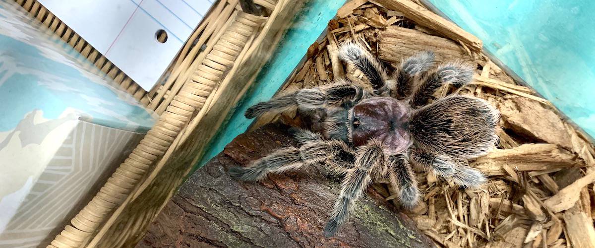 Beginner's Guide To Keeping Tarantulas - Petz