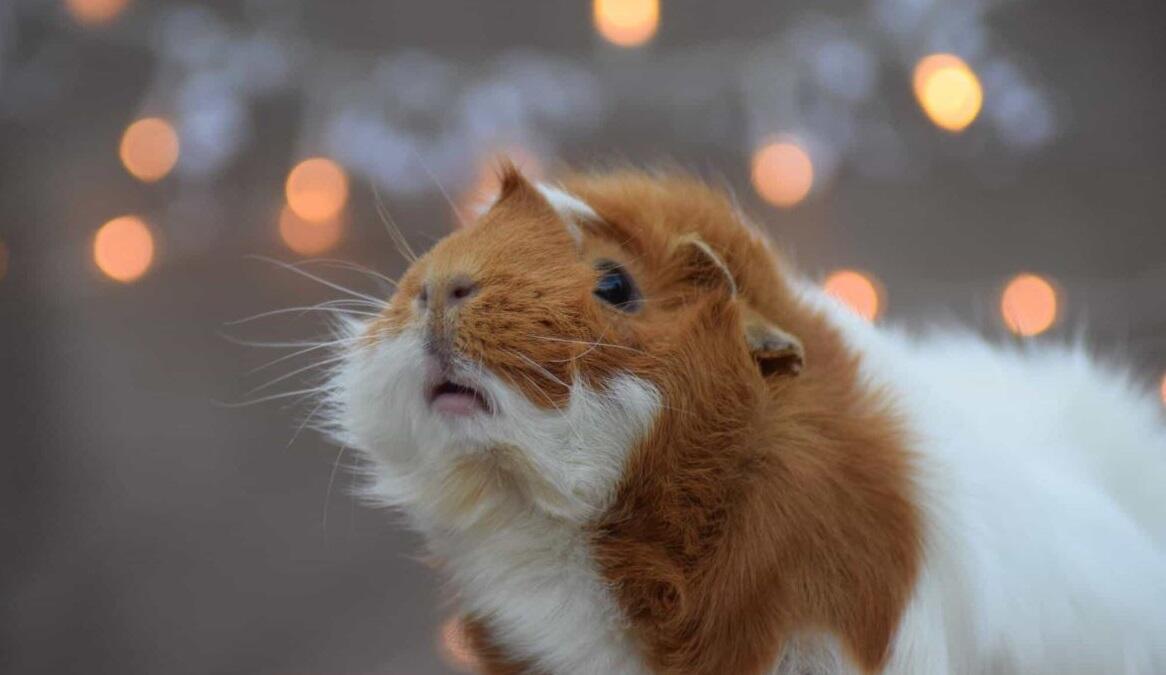 Guinea Pig Behaviour: What You Need To Know | Petz.uk