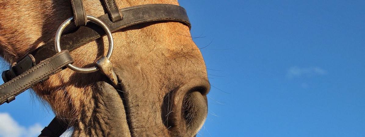 Choosing The Right Bit For Your Horse - Petz
