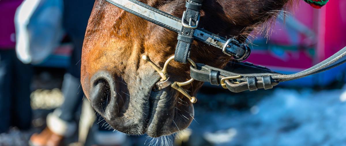 Choosing The Right Bit For Your Horse - Petz