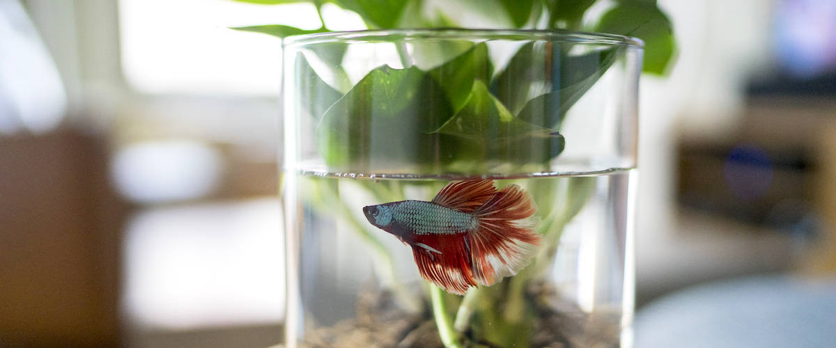 How To Clean A Fish Tank - Petz
