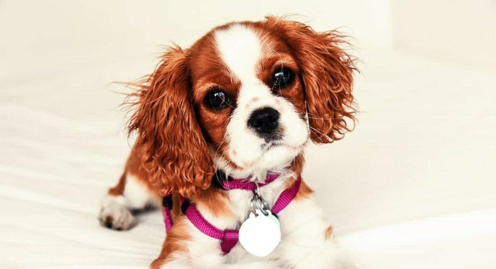 Dog Recall Training UK 2026: Long Line Protocol, Emergency Recall ...