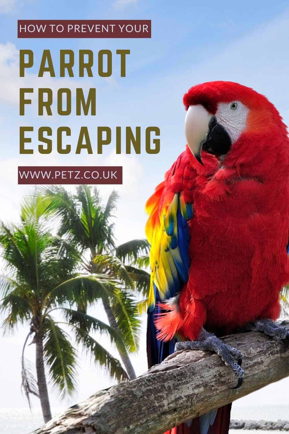 How To Prevent Your Parrot From Flying Away - Petz