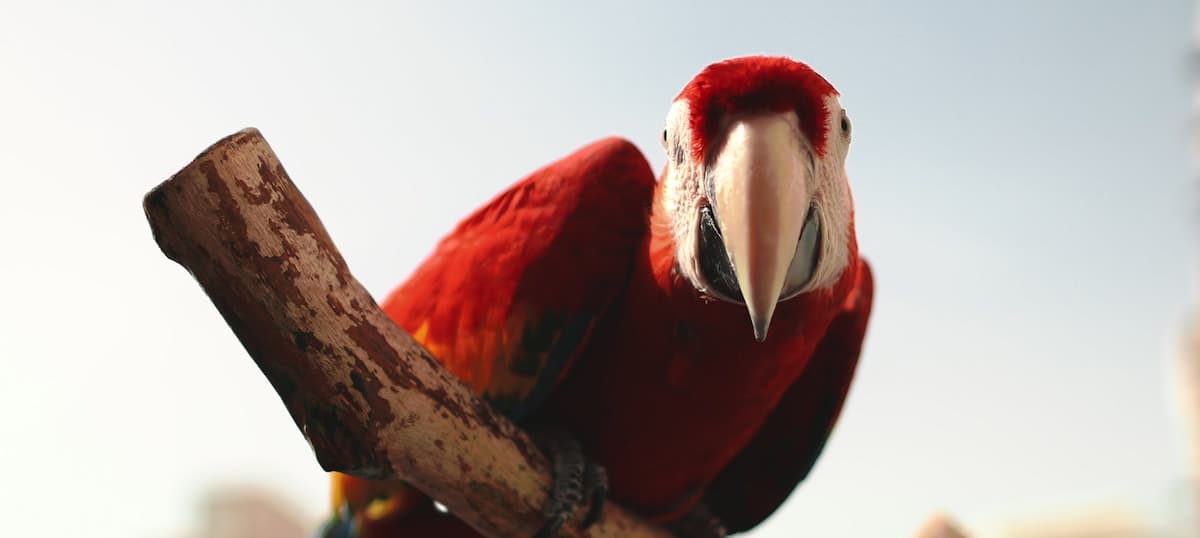 How To Prevent Your Parrot From Flying Away - Petz