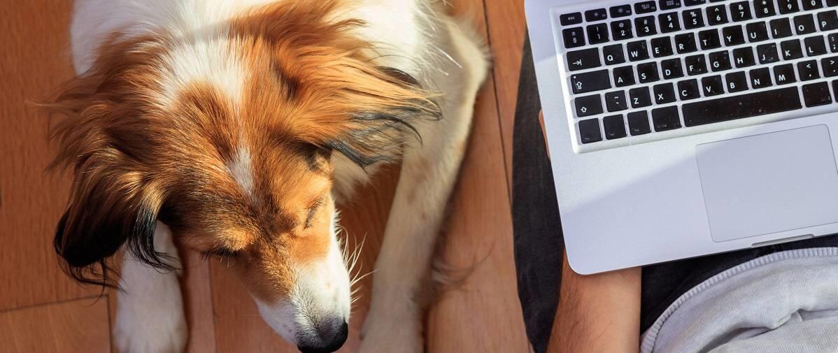 How To Work From Home With Pets - Petz