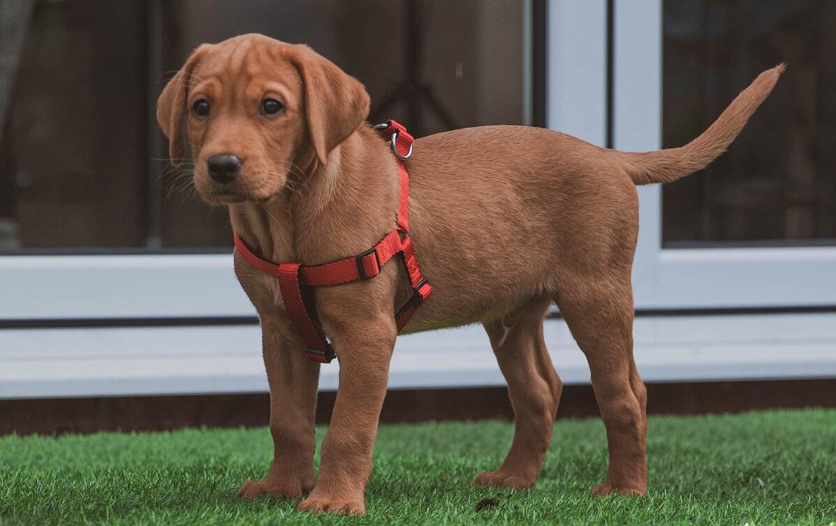 Dog & Cat Microchipping Law UK 2026: 8 Weeks Dogs, 20 Weeks Cats, £500 ...