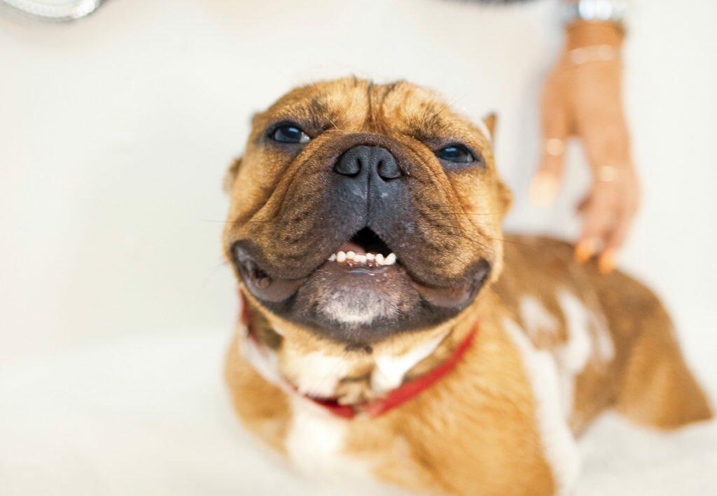 Dog & Cat Vaccinations UK 2026: Puppy/Kitten Schedules, Core Diseases ...