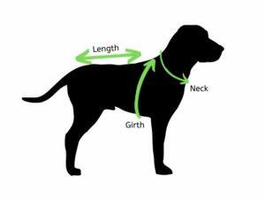 How To Measure A Dog For A Harness - Petz