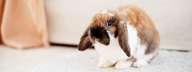 Guide to Indoor Rabbits - Petz