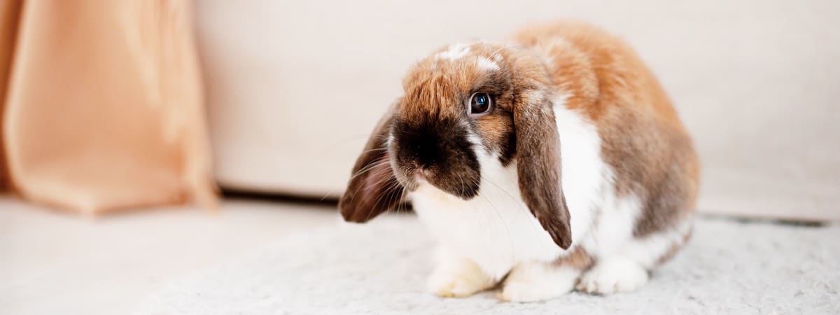 Guide to Indoor Rabbits - Petz