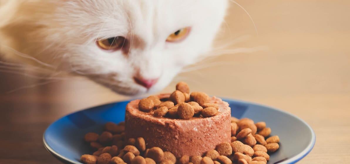 Insect Pet Food: The Alternative To Meat? - Petz