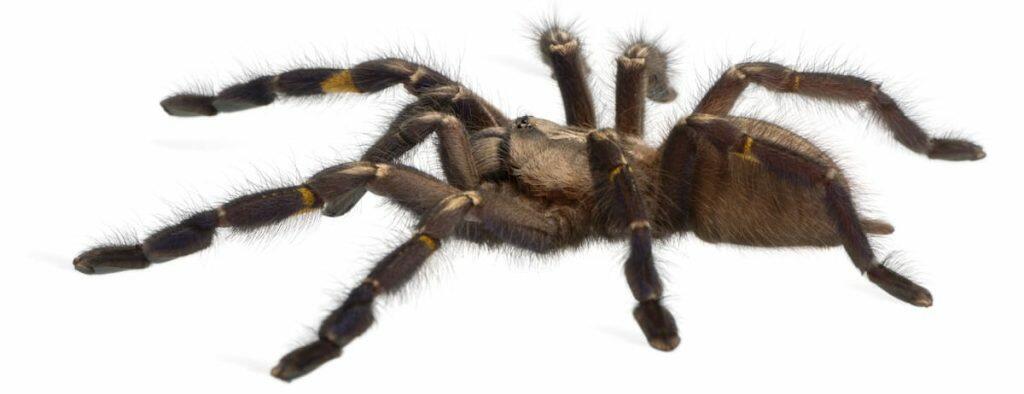 Beginner's Guide To Keeping Tarantulas - Petz