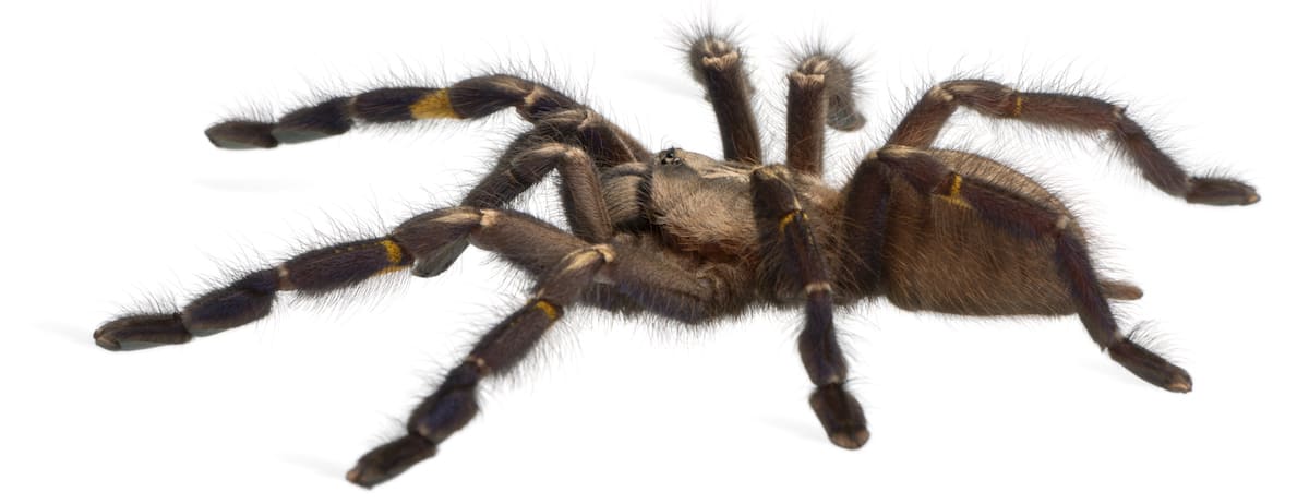 Beginner's Guide To Keeping Tarantulas - Petz