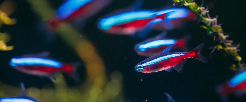 Cold Water Fish Care Guide - Petz