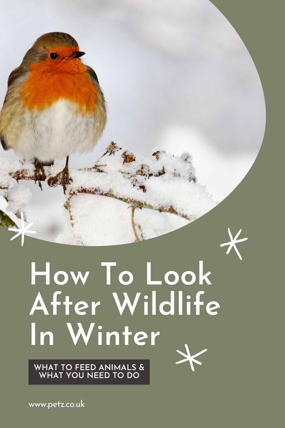 How To Look After Wildlife In Your Garden Over Winter - Petz