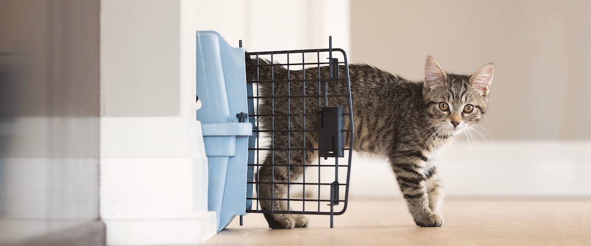 Moving House With Your Cat: Advice and Help - Petz
