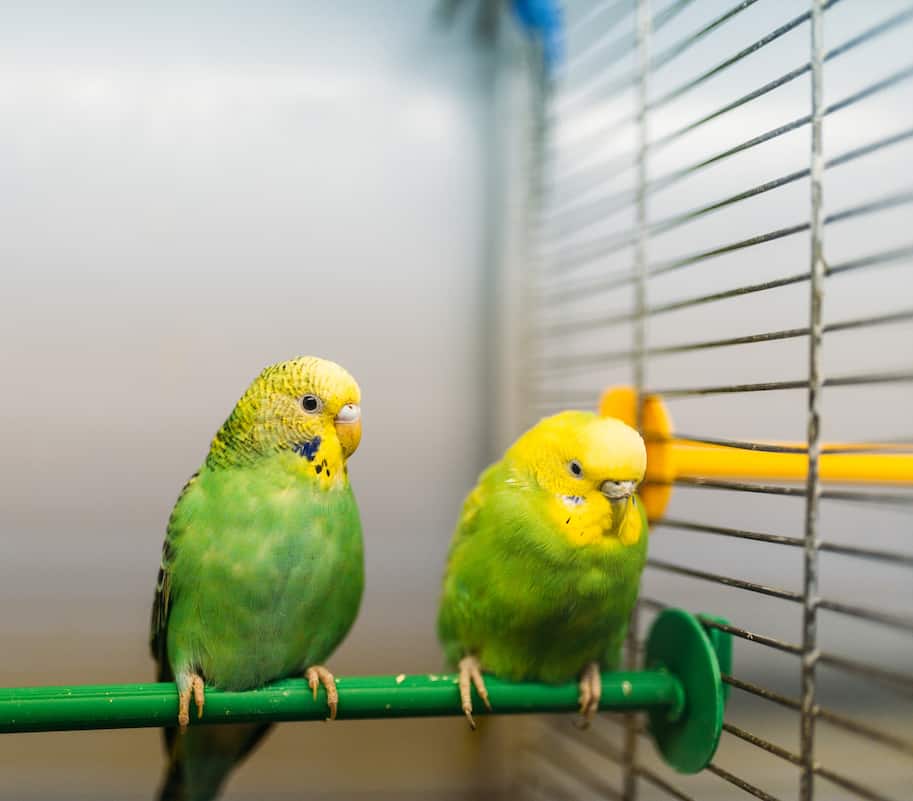 Parrot Care Guide - Petz