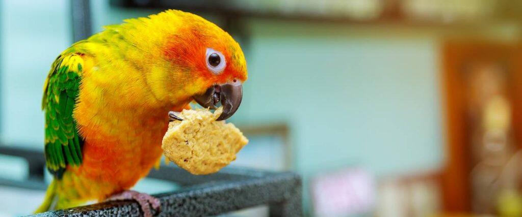 Eating Guide: Parrots - Petz