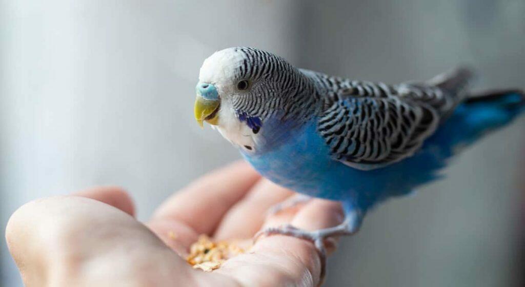 Parrot Care Guide - Petz