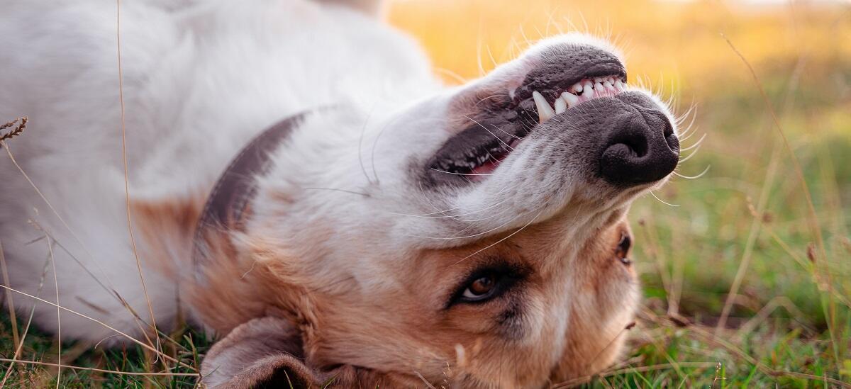 How To Spot The Early Signs Of Dog Periodontal Disease - Petz