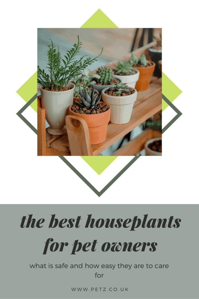 10‌ ‌Pet-Friendly‌ ‌Houseplants‌ (So You Can Be A Plant Parent Too) - Petz