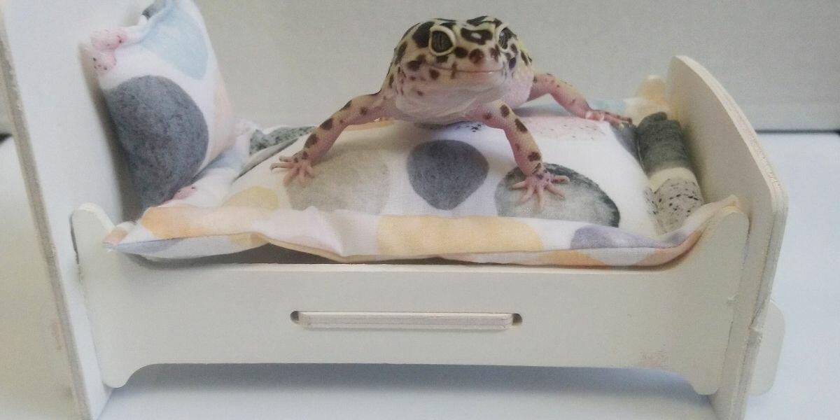 Small Business Spotlight: Snoozy Pet - Petz