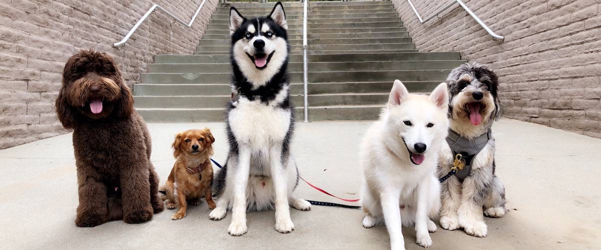 The Life Stages Of A Dog - Petz