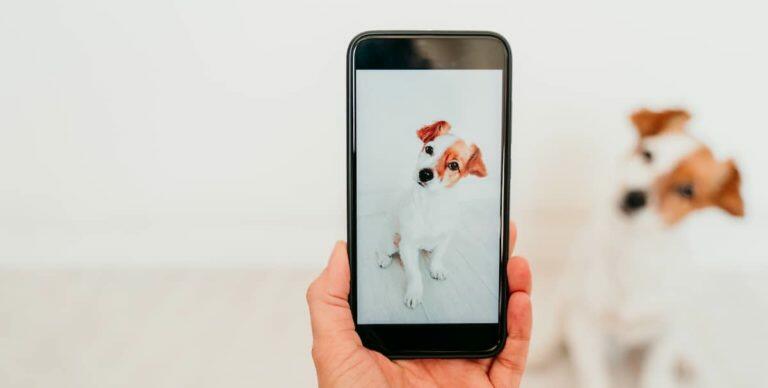 Dog & Cat Microchipping Law UK 2026: 8 Weeks Dogs, 20 Weeks Cats, £500 ...