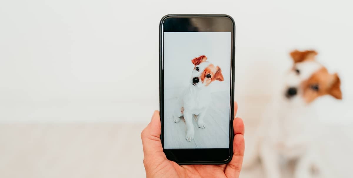 The Rise Of Pet Technology | Petz.uk