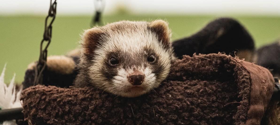 What Do Ferrets Eat? - Petz