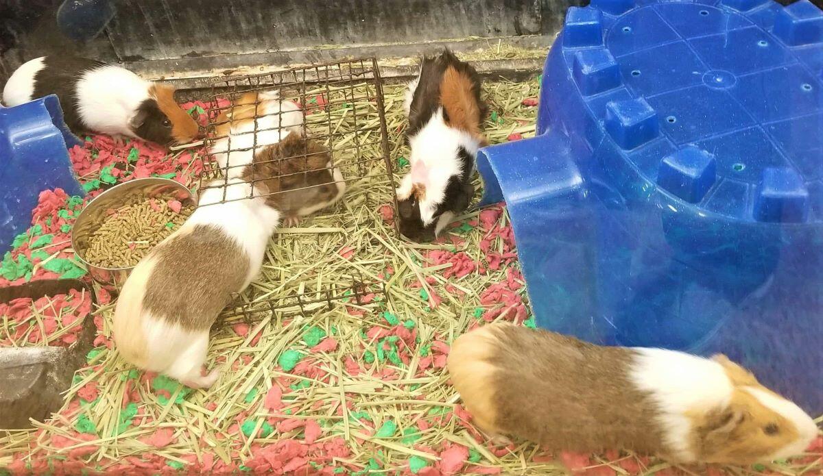 What Toys Do Guinea Pigs Like To Play With? - Petz