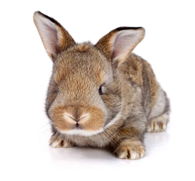 Rabbit Care Guide - Petz