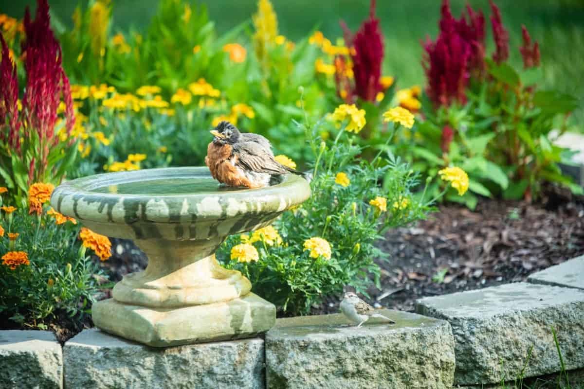Best Outdoor Bird Baths Reviewed for 2022 - Petz
