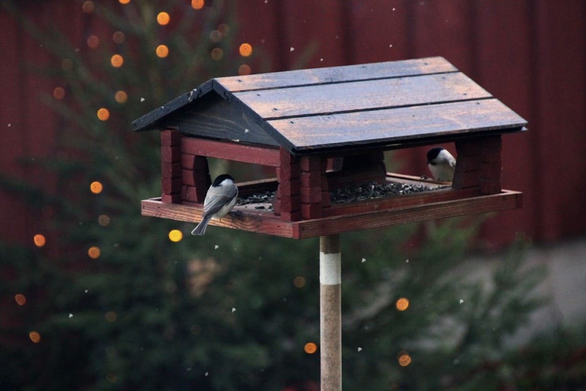 Best Bird Tables Reviewed for 2025 - Petz