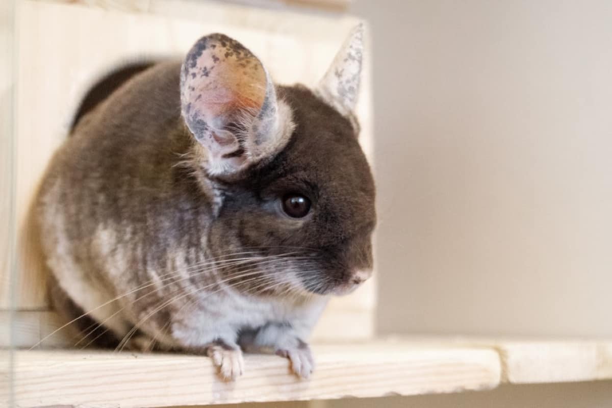 Best Chinchilla Sand Reviewed for 2022 - Petz