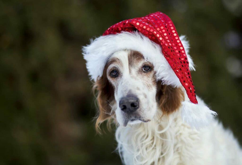 Summer Heat Pets UK: Heatstroke & Pavement Safety | Petz.uk