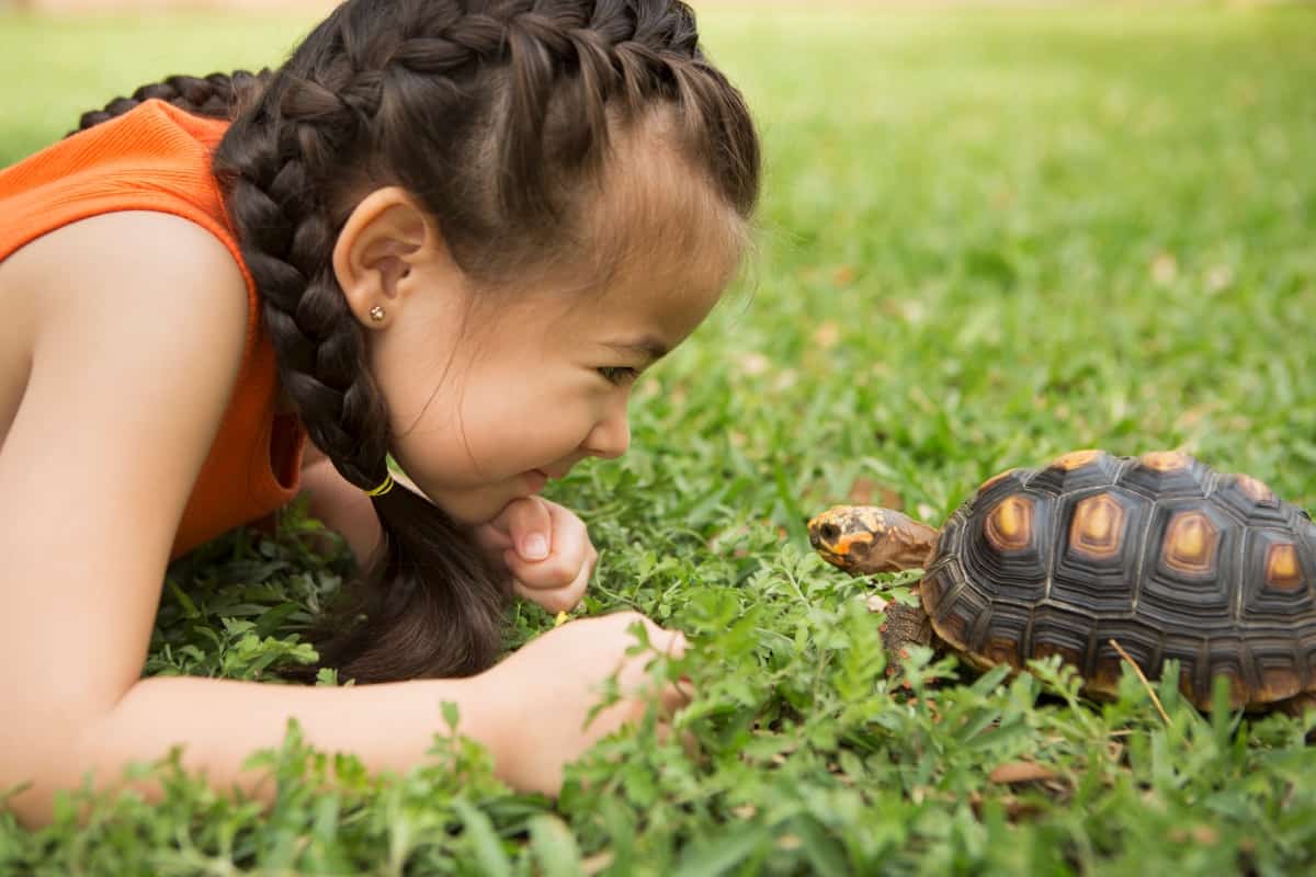 Best Gifts For Tortoise & Turtle Lovers Reviewed for 2025 - Petz