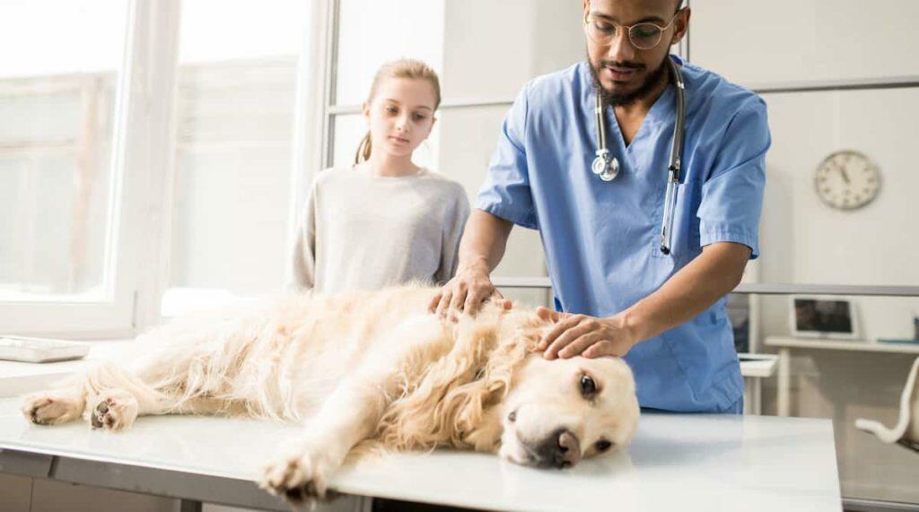 Dog & Cat Microchipping Law UK 2026: 8 Weeks Dogs, 20 Weeks Cats, £500 ...