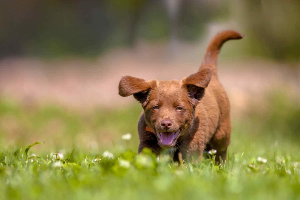 Dog & Cat Microchipping Law UK 2026: 8 Weeks Dogs, 20 Weeks Cats, £500 ...