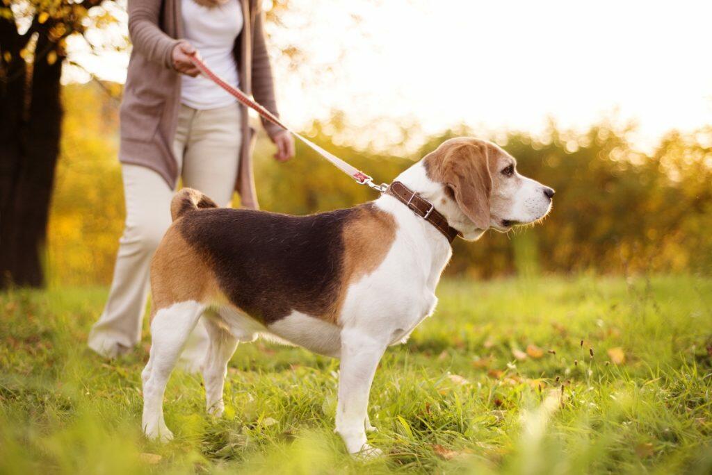 Dog & Cat Vaccinations UK 2026: Puppy/Kitten Schedules, Core Diseases ...