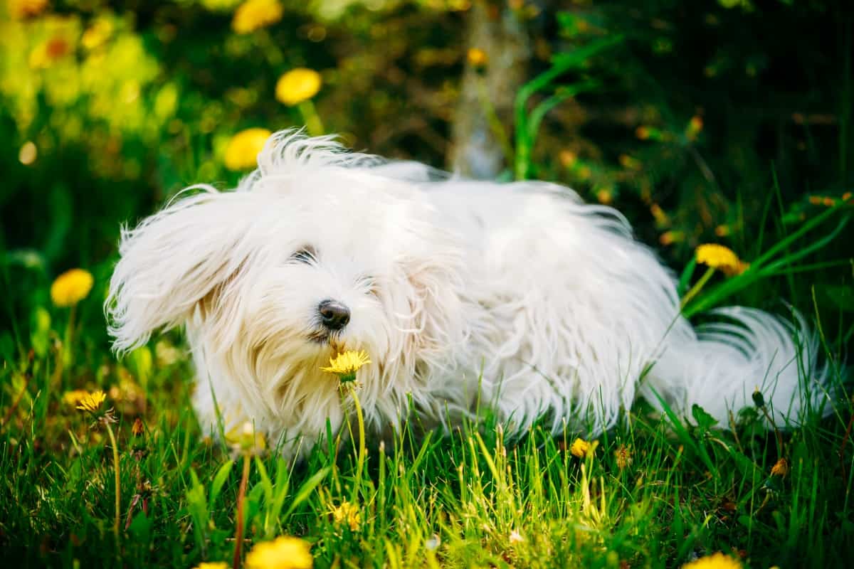 Do Our Pets Make Hay Fever Worse? | Petz.uk