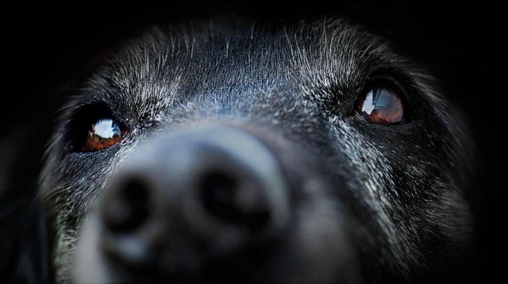 Dog & Cat Microchipping Law UK 2026: 8 Weeks Dogs, 20 Weeks Cats, £500 ...