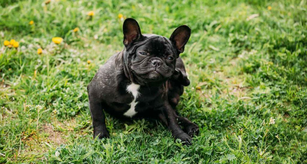 Summer Heat Pets UK: Heatstroke & Pavement Safety | Petz.uk